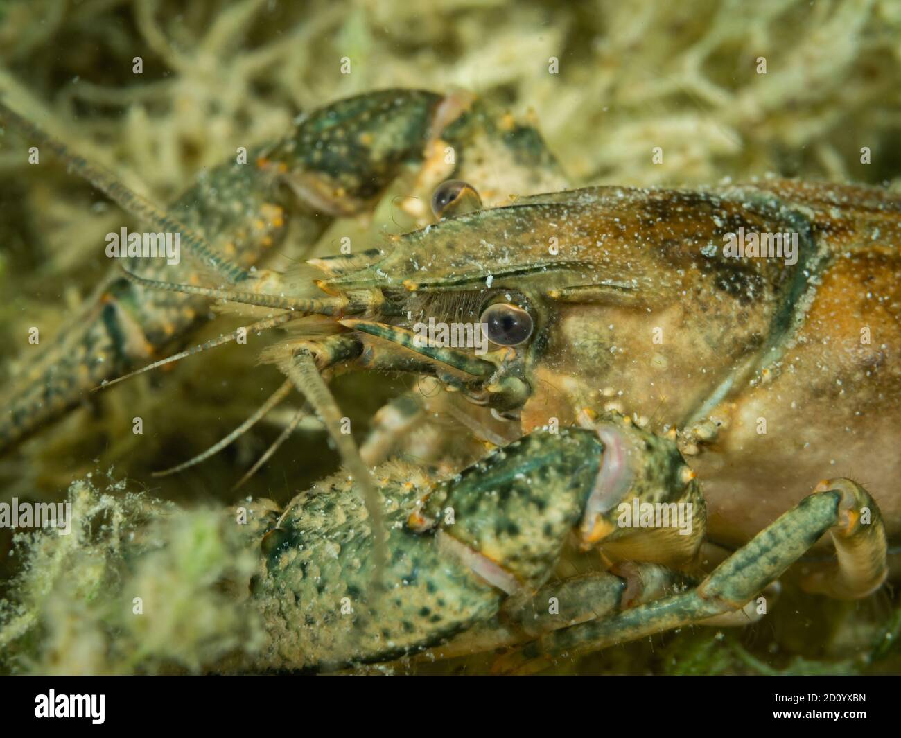 Crayfish, underwater photo. Invasive species in Hancza Lake. Macro shot ...