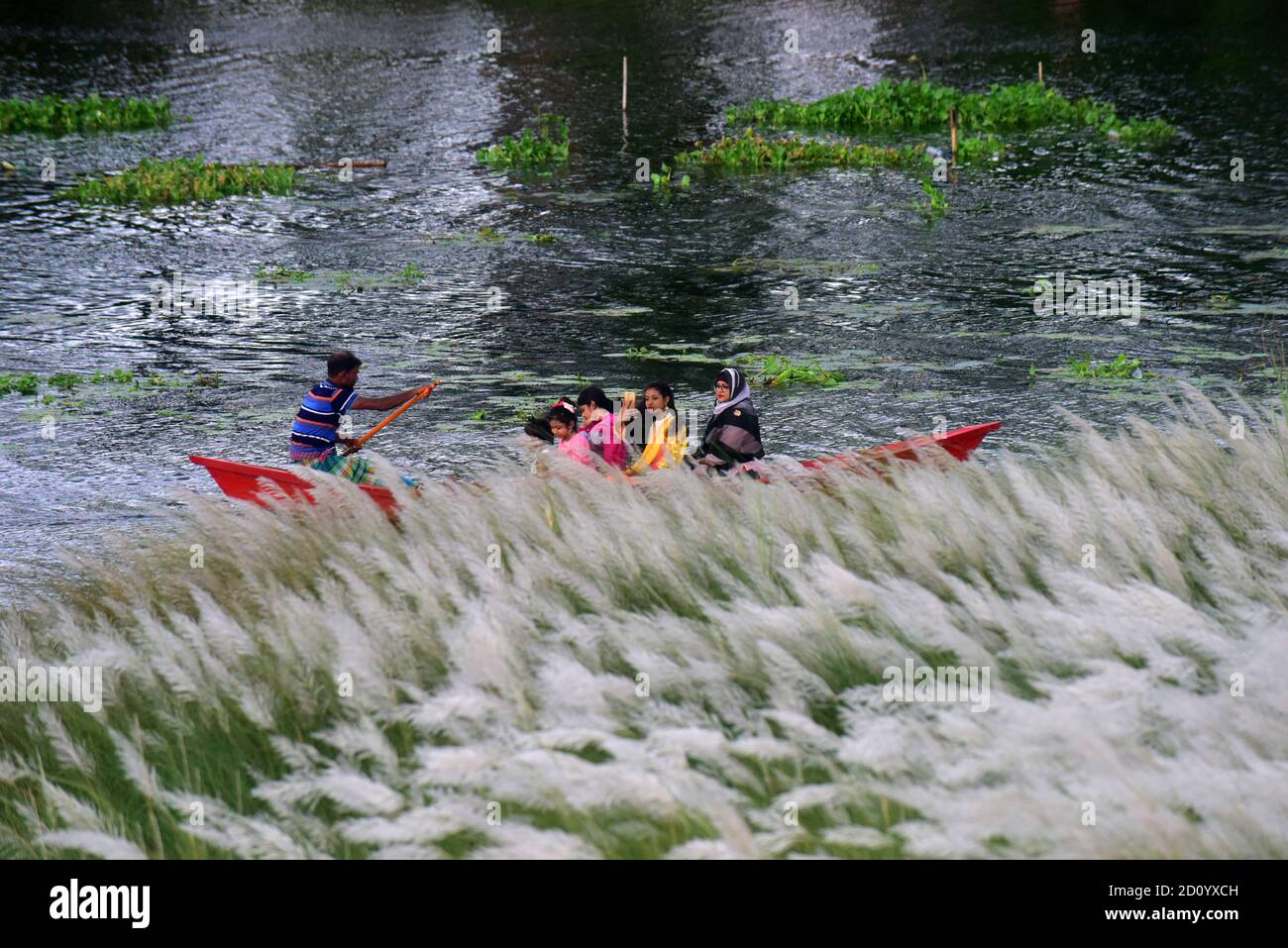 catkin flower in Bangladesh Stock Photo - Alamy