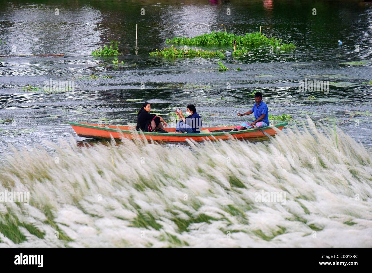 catkin flower in Bangladesh Stock Photo - Alamy