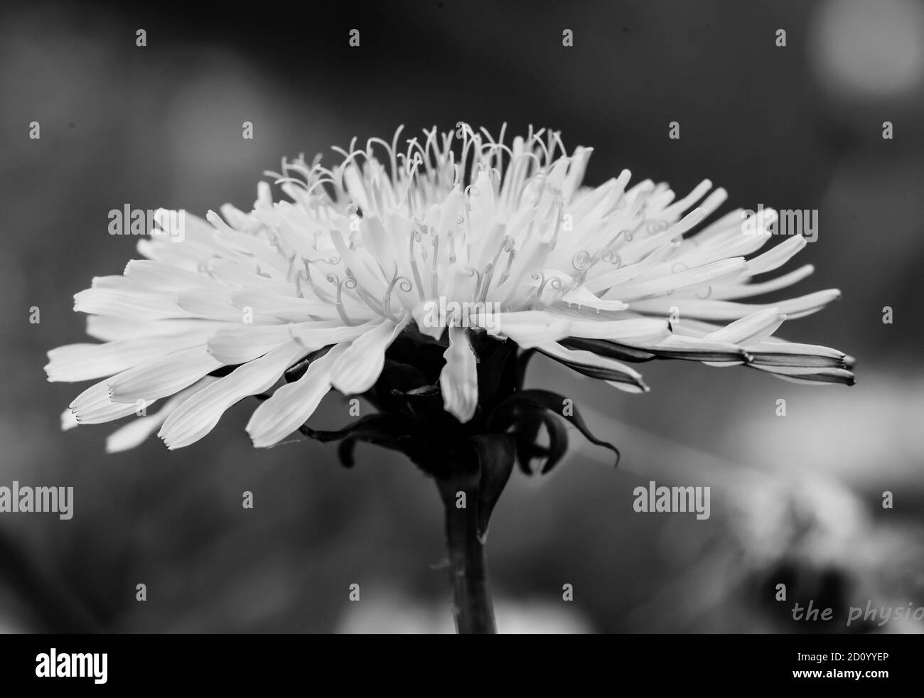 In spring beautiful flowers Black and White Stock Photos & Images - Alamy
