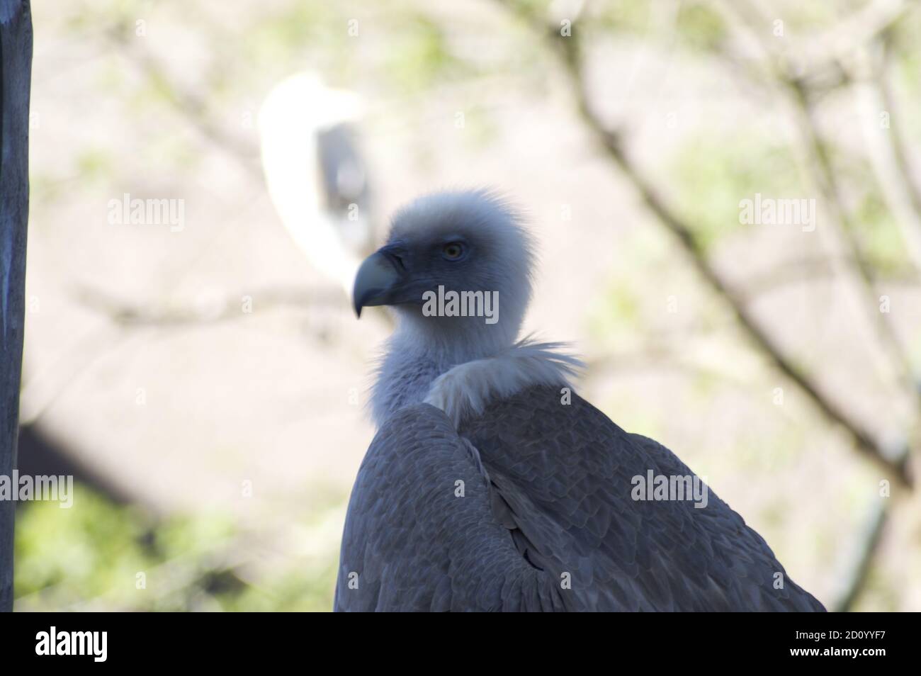 Closeup of a griffon vulture's head in the shadow Stock Photo - Alamy