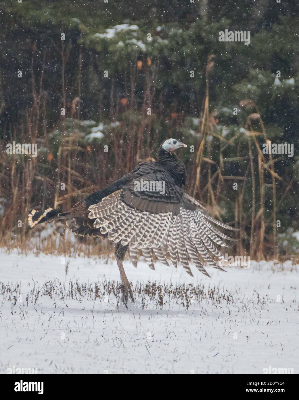 Wild Turkey dancing in snowfall Stock Photo - Alamy