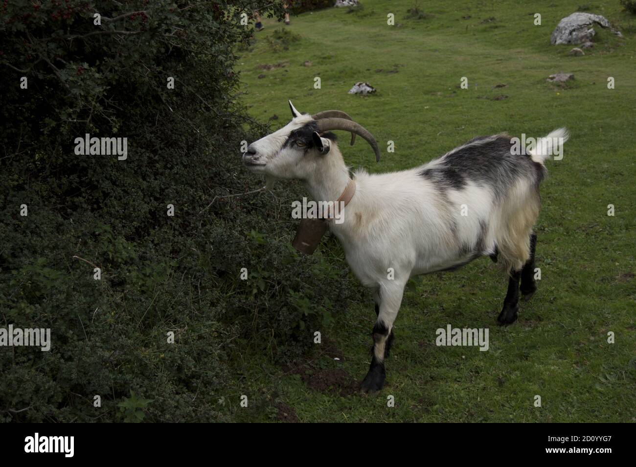 Domestic goat with a label on its neck in the green field Stock Photo ...