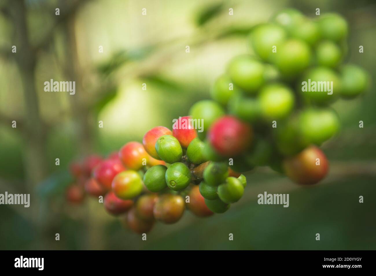 Close-up natural coffee beans fruit on the tree Stock Photo - Alamy