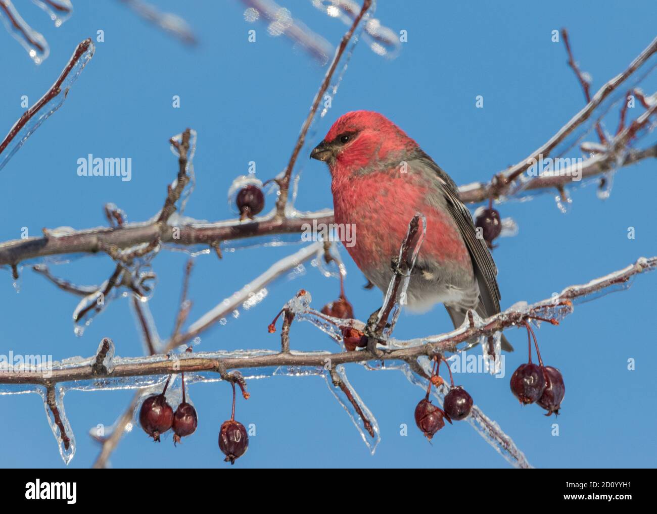 Red male Pine Grosbeak bird on fruit tree branch against bright blue ...