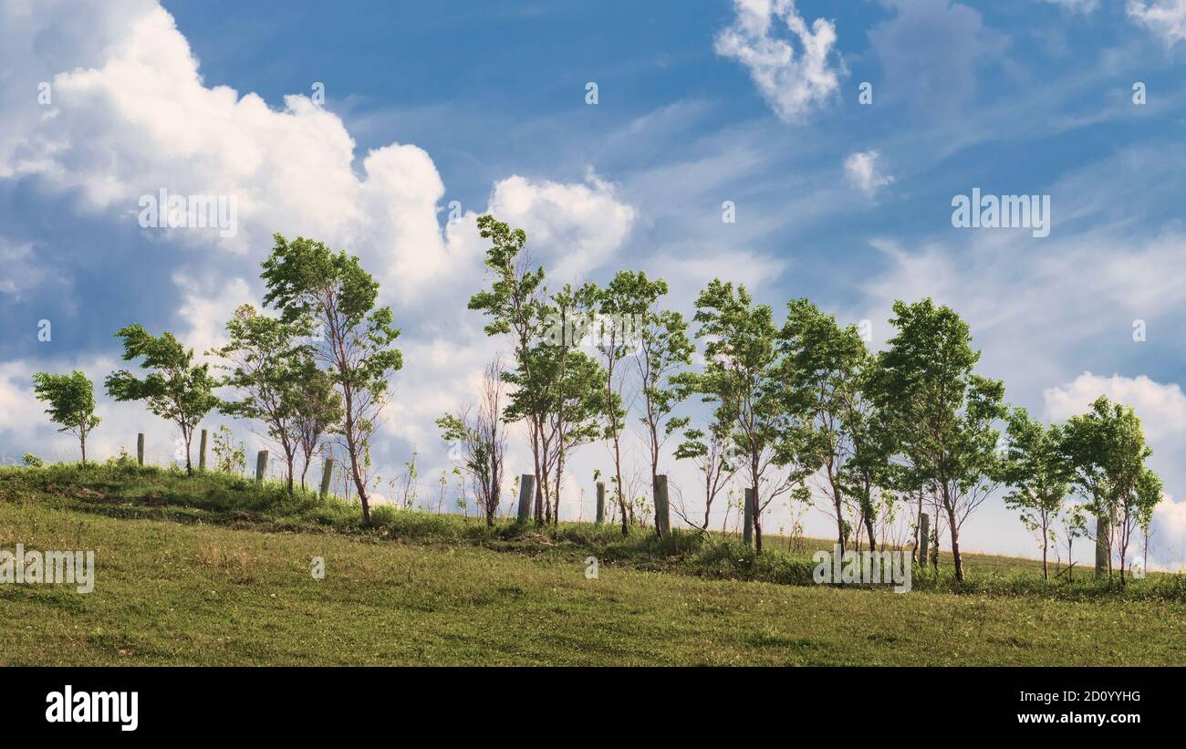 Tree lined hill top hi-res stock photography and images - Alamy