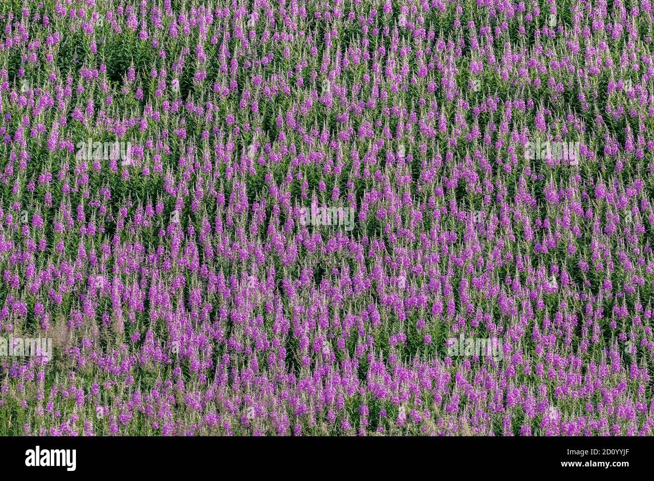 Field of fireweed pink flowers in bloom Stock Photo - Alamy
