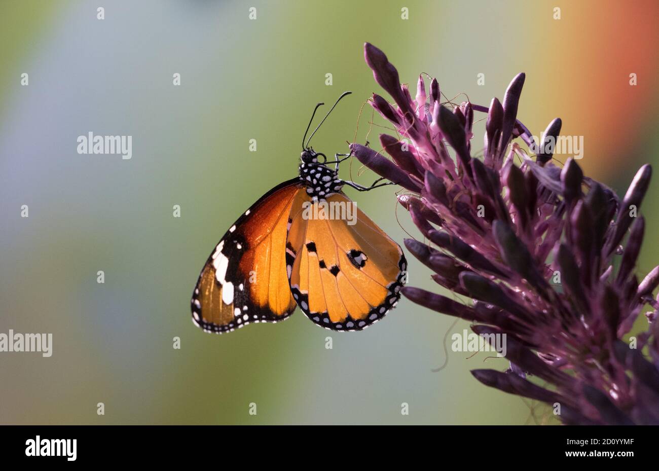 Monarch butterfly antennas hi-res stock photography and images - Alamy