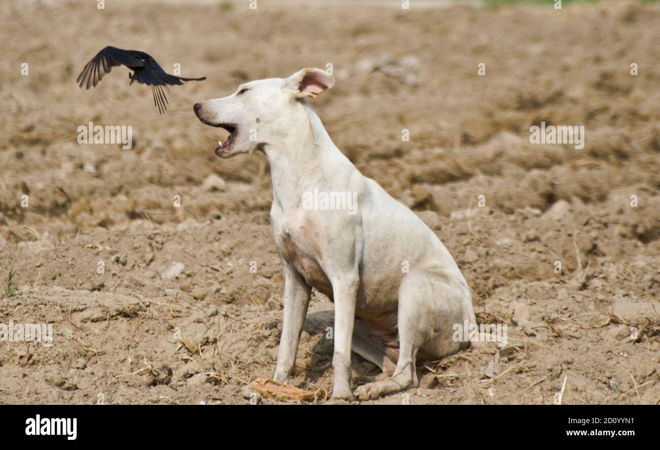The dog is a domesticated carnivore of the family Canidae. It is part ...