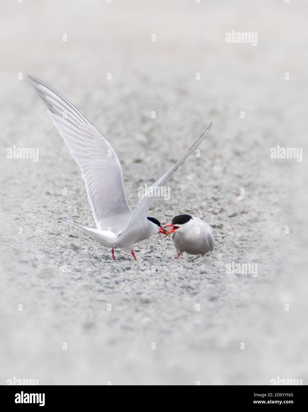 Male Common tern feeding female a fish in courtship behavior process ...