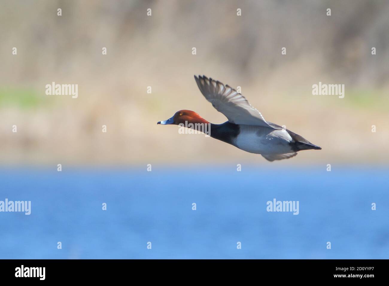 Redhead duck flying hi-res stock photography and images - Alamy