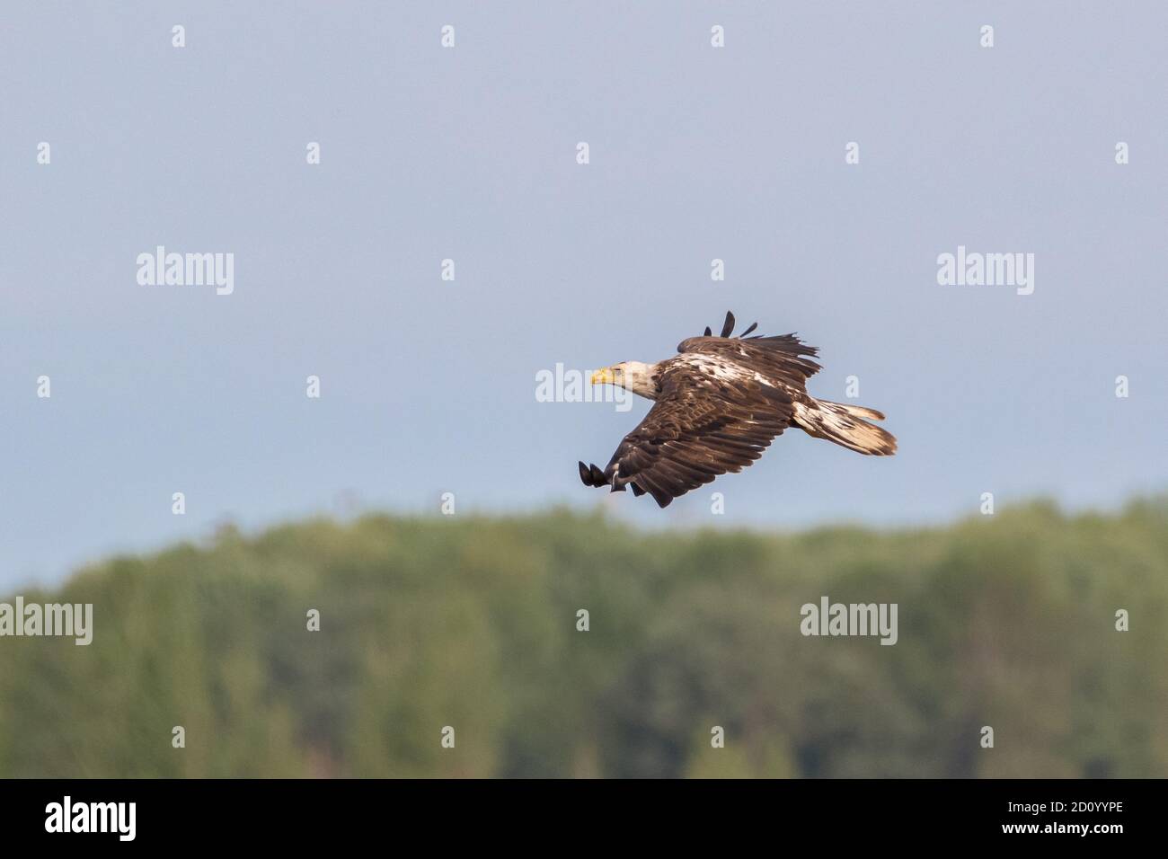 Close up of bald eagle flying over trees in blue sky Stock Photo - Alamy