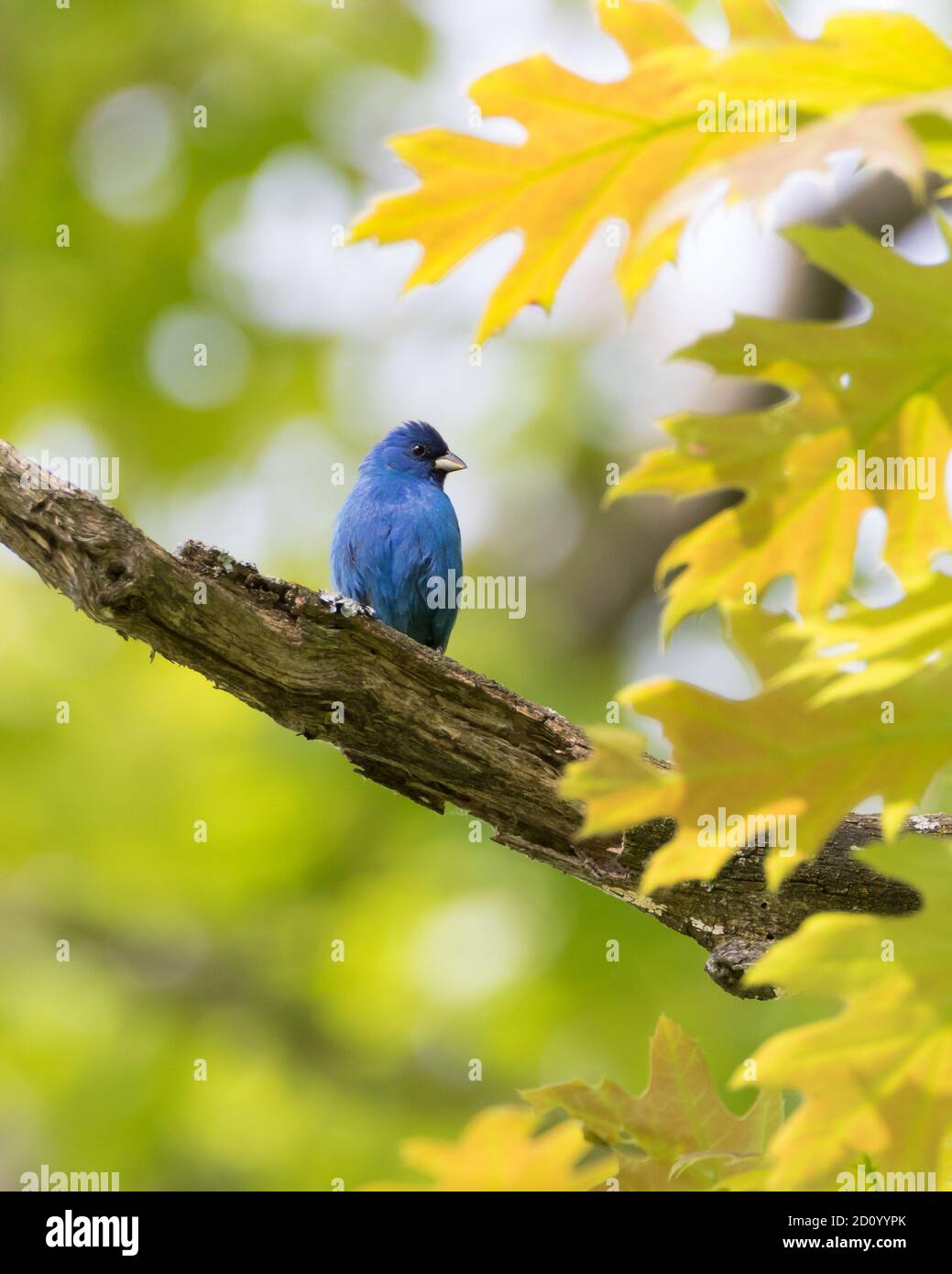 Indigo Bunting blue bird on oak tree branch in springtime (vertical ...