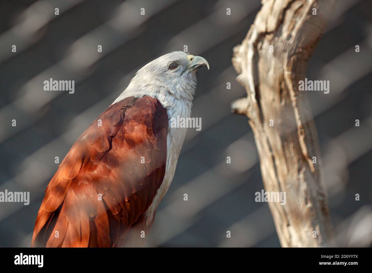 Tree behind cage hi-res stock photography and images - Alamy