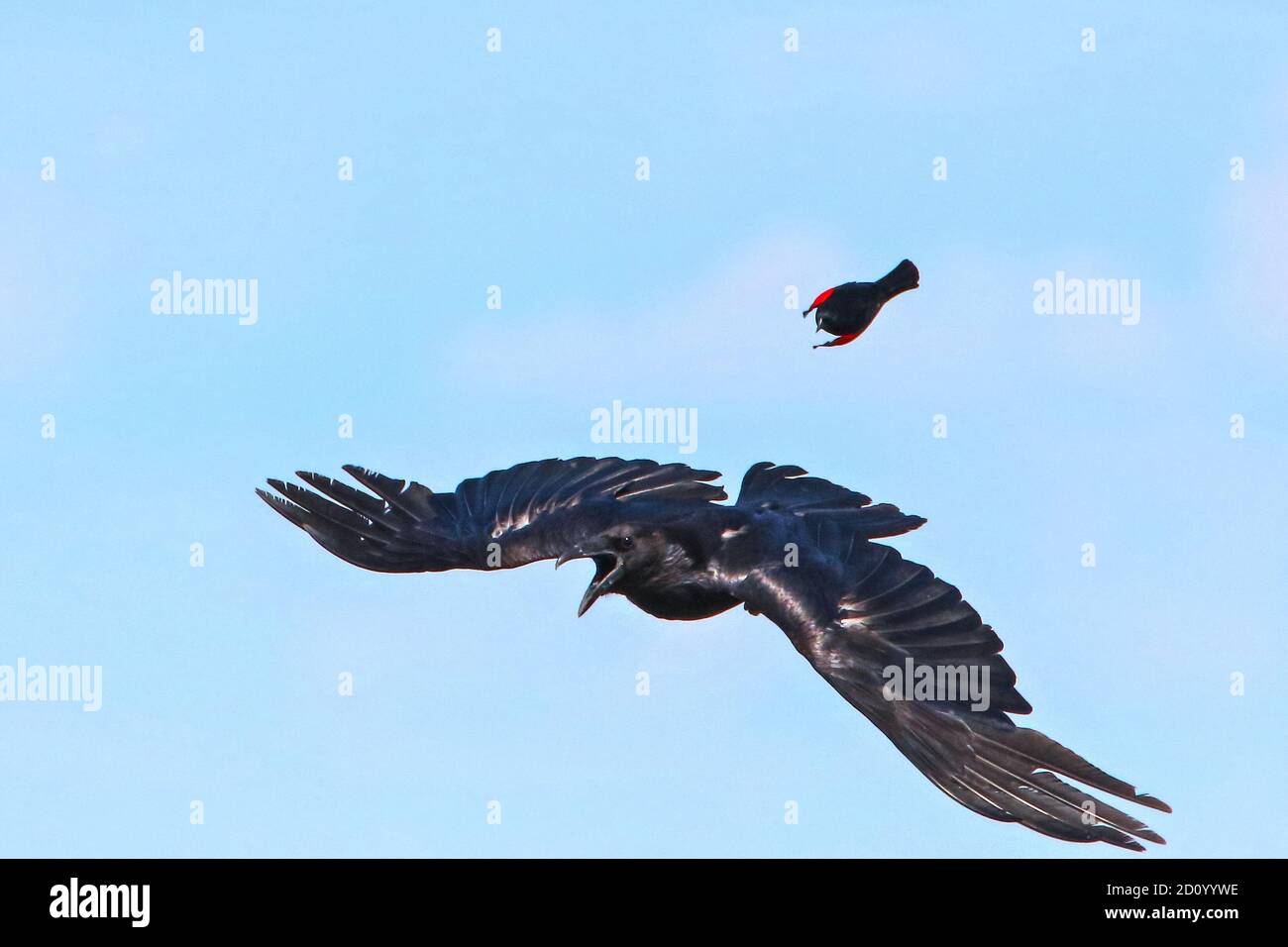 Crow attack hi-res stock photography and images - Alamy