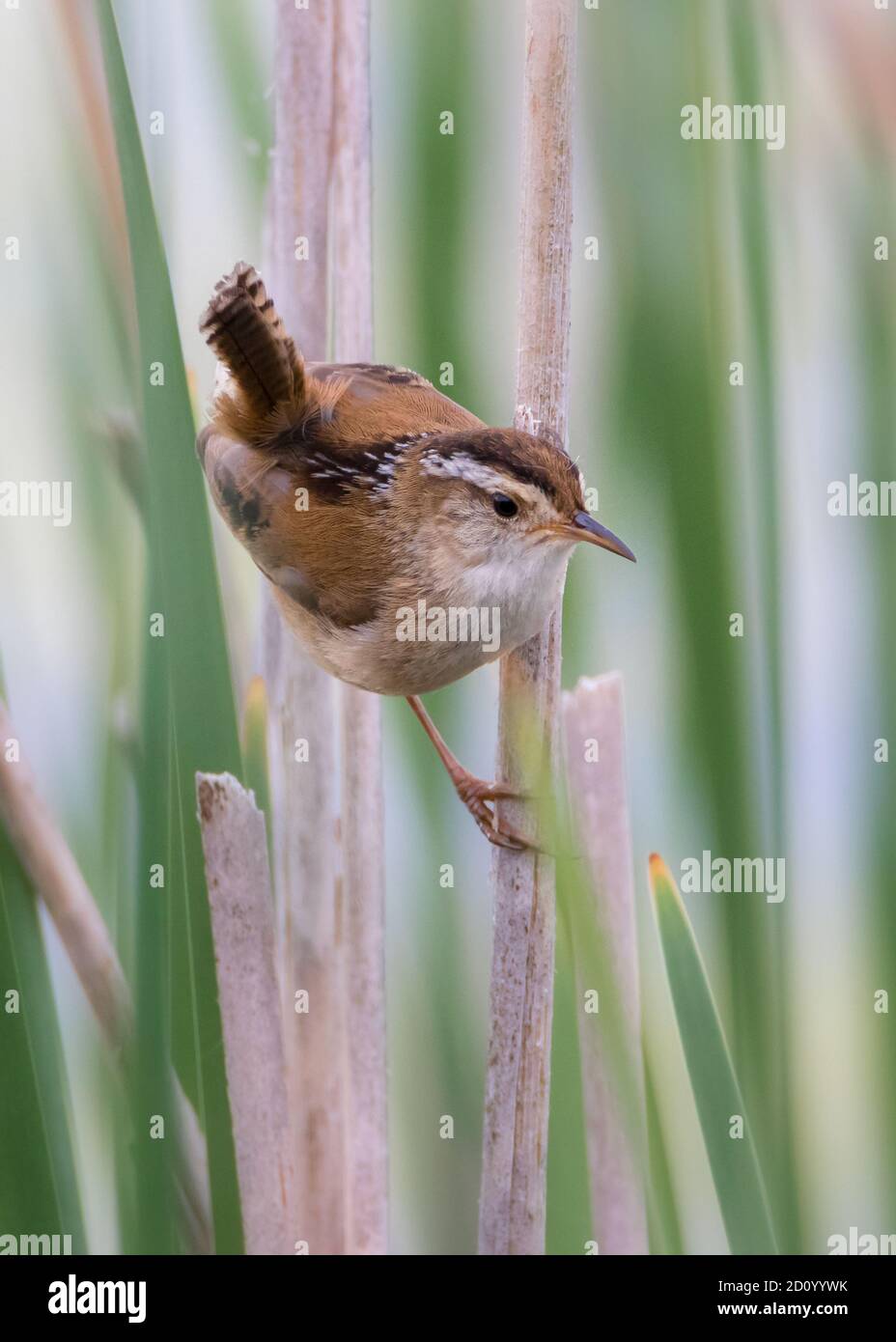 Close up of Marsh Wren bird in cattail field Stock Photo - Alamy