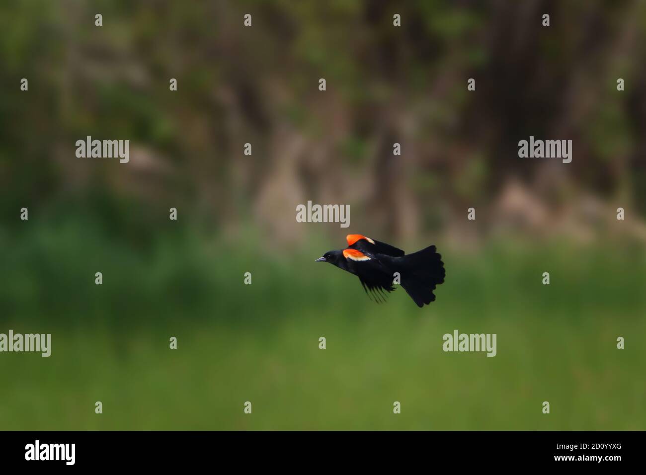 Red winged blackbird in flight over green grass field Stock Photo - Alamy