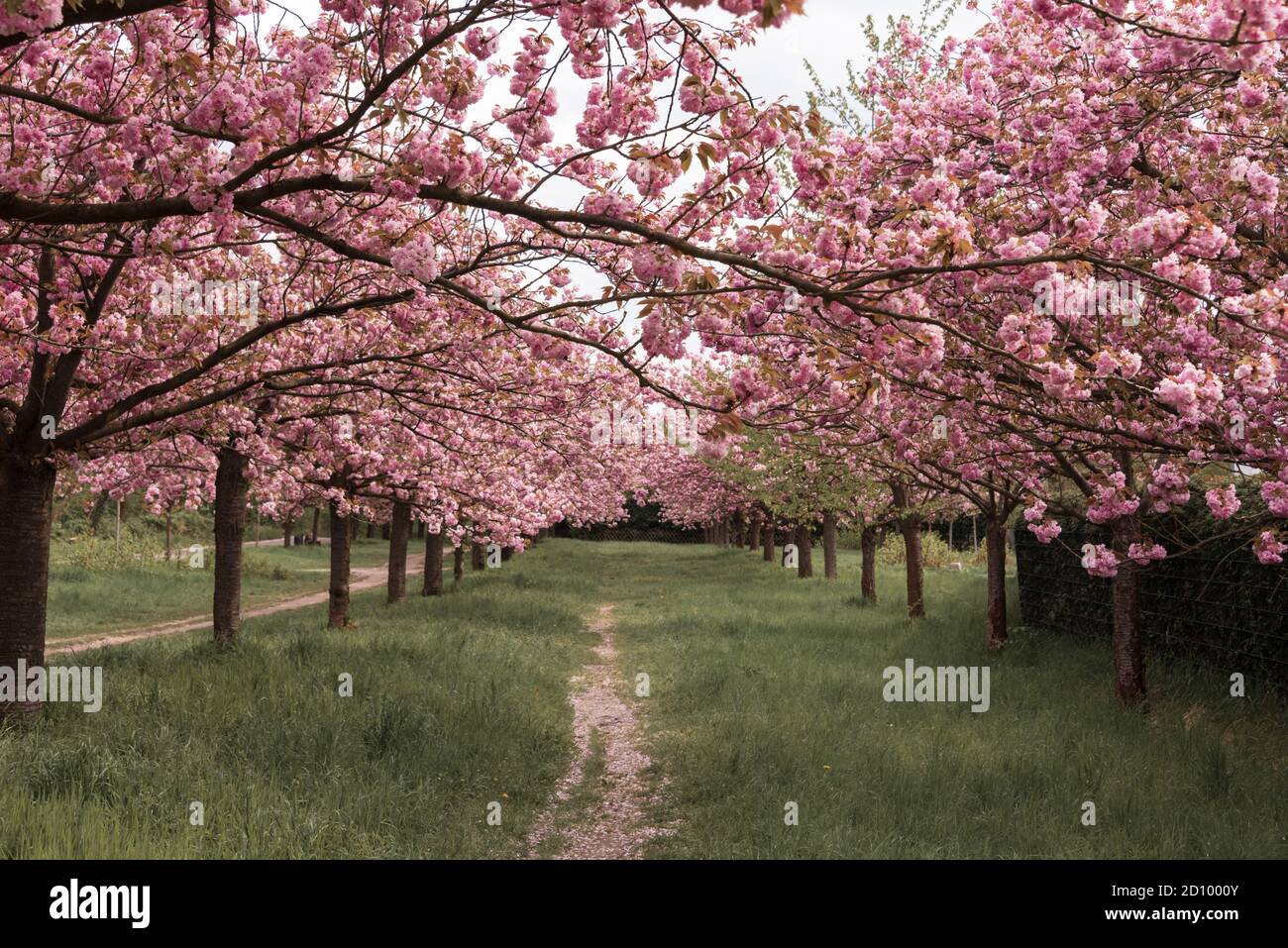 Path lined with Sakura trees in bloom - cherry blossoms walking path ...
