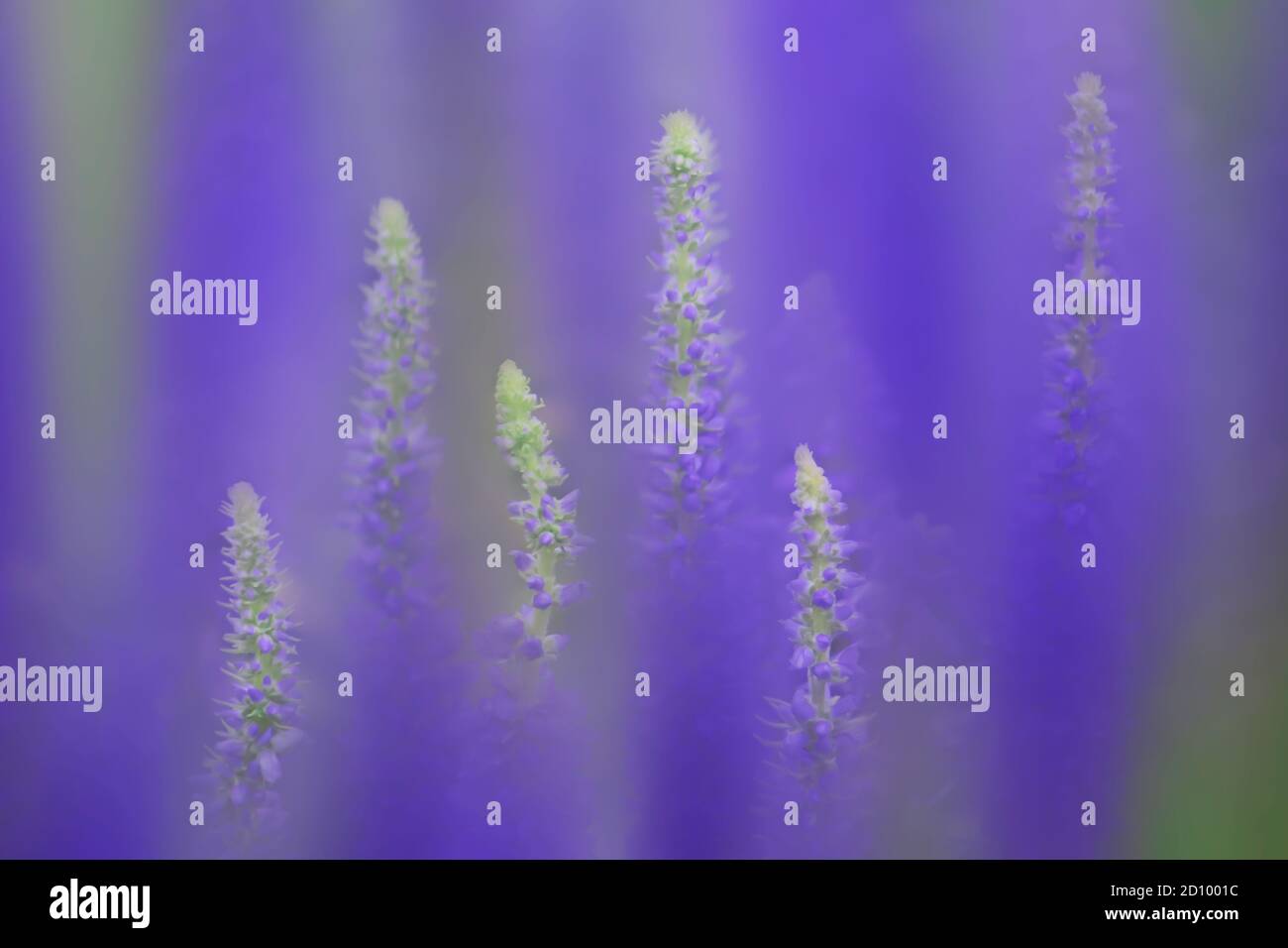 Wild blue lupine flowers with blur and pattern repetition Stock Photo ...