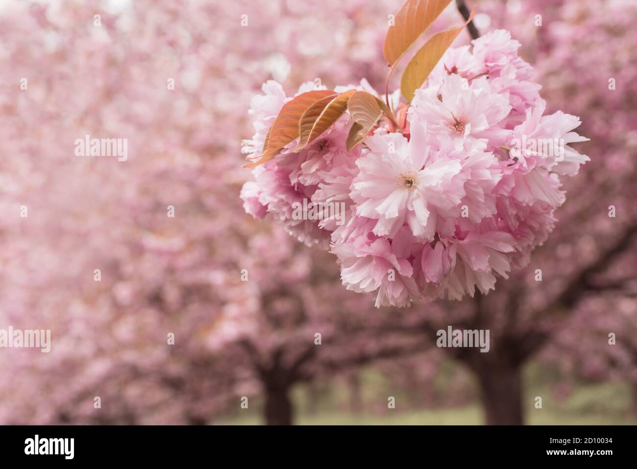 Beautiful spring pink sakura hi-res stock photography and images - Alamy