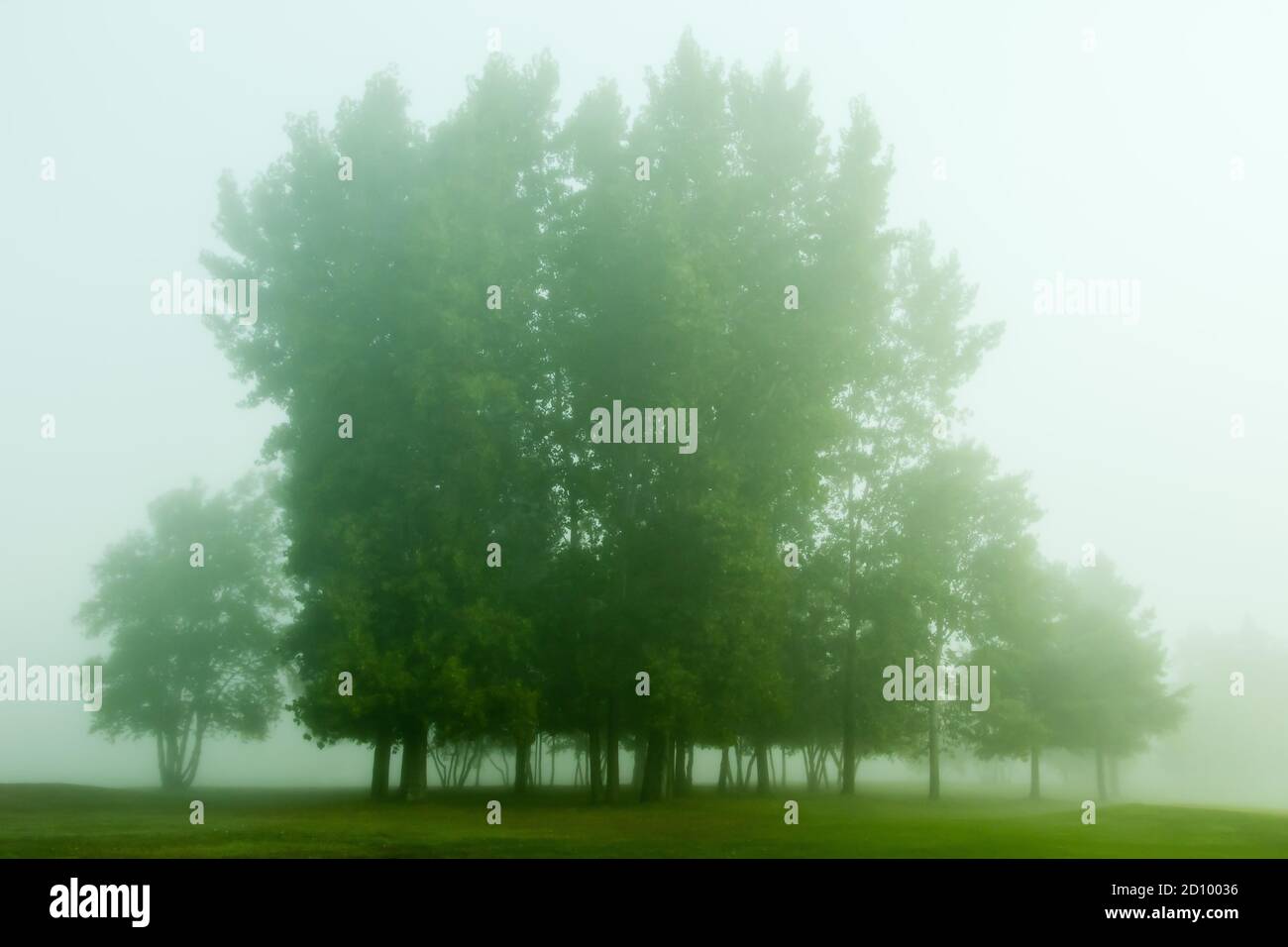 Tall green trees with sky and clouds hi-res stock photography and ...