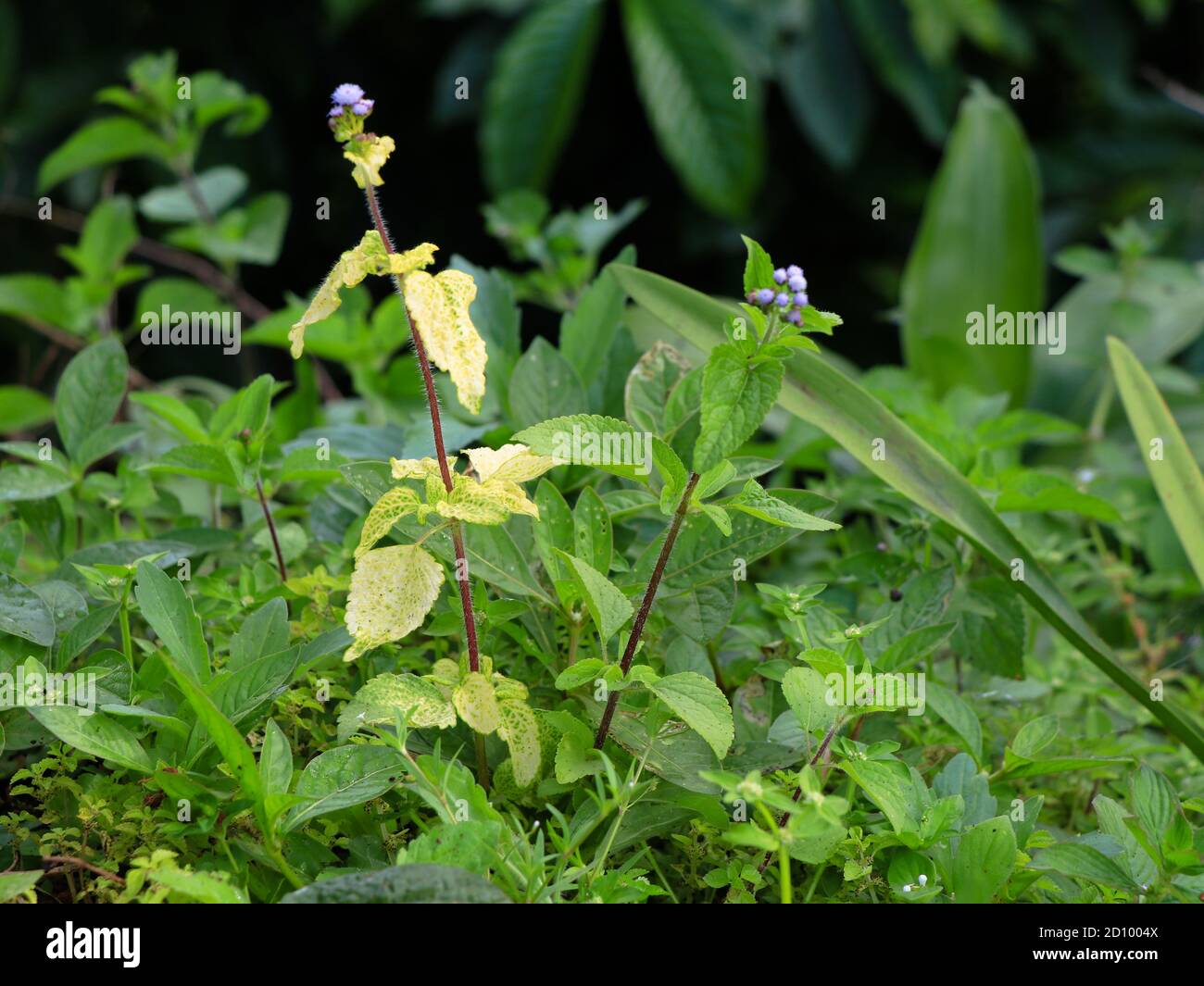 Billy goat-weed or chick weed (Ageratum conyzoides) in green and yellow ...