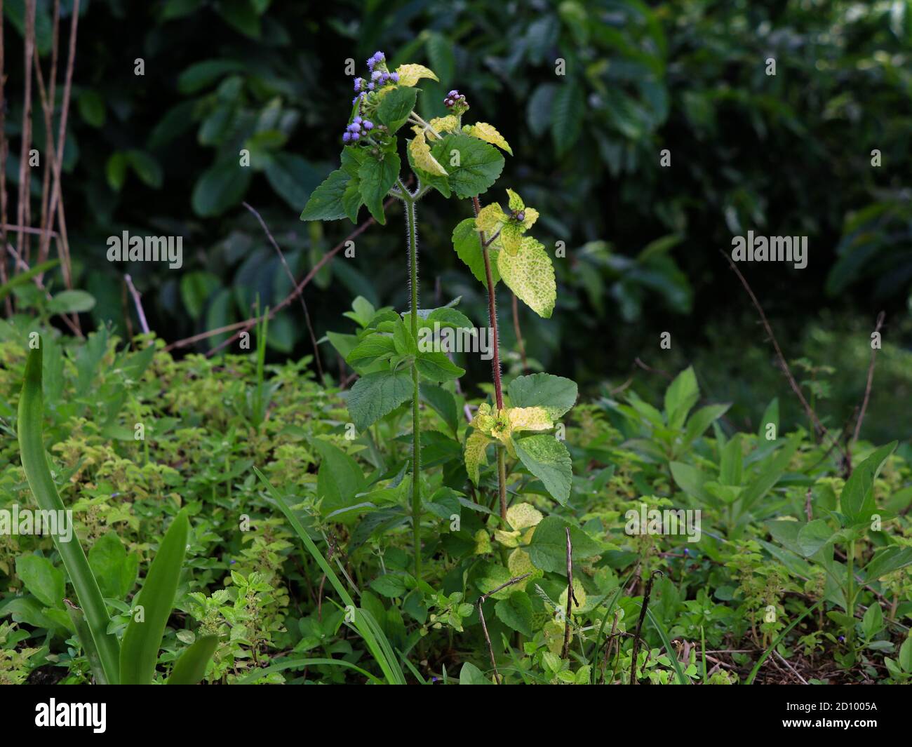 Billy goat-weed or chick weed (Ageratum conyzoides) in green and yellow ...