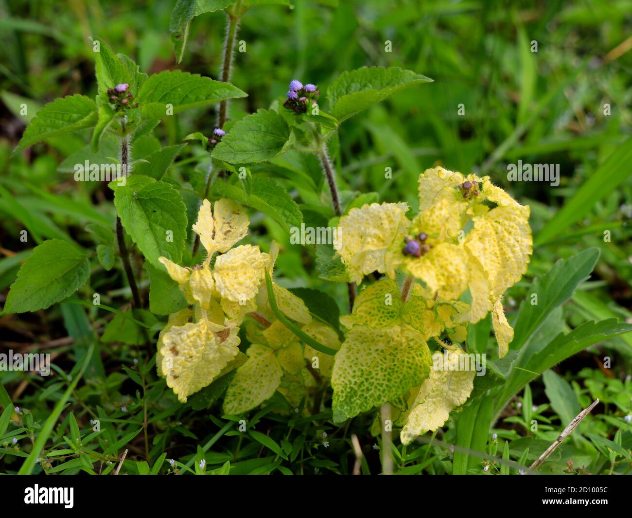 Billy goat-weed or chick weed (Ageratum conyzoides) in green and yellow ...