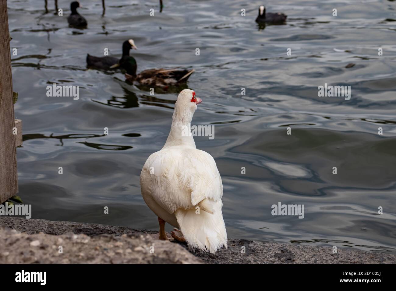 Goose angel wing hi-res stock photography and images - Alamy