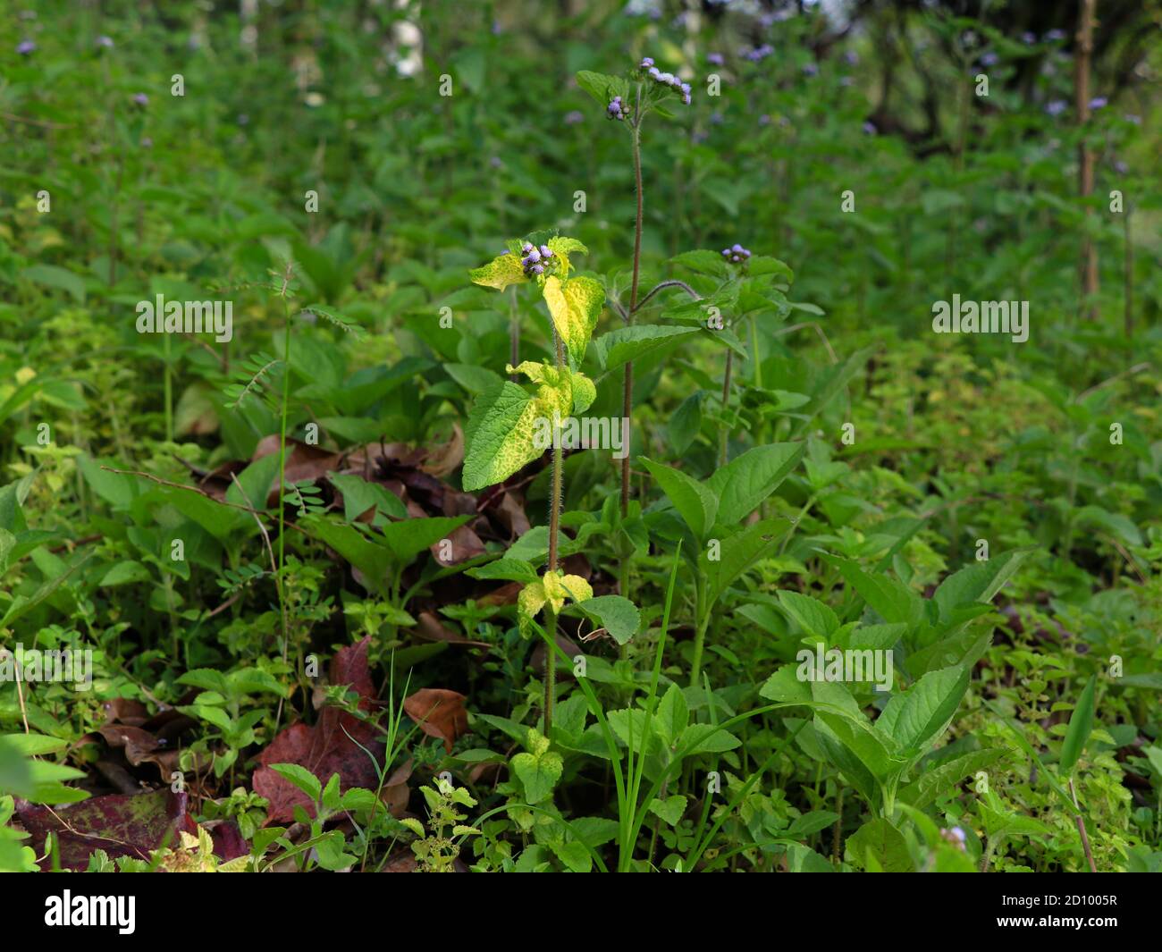 Ageratum conyzoides hi-res stock photography and images - Alamy
