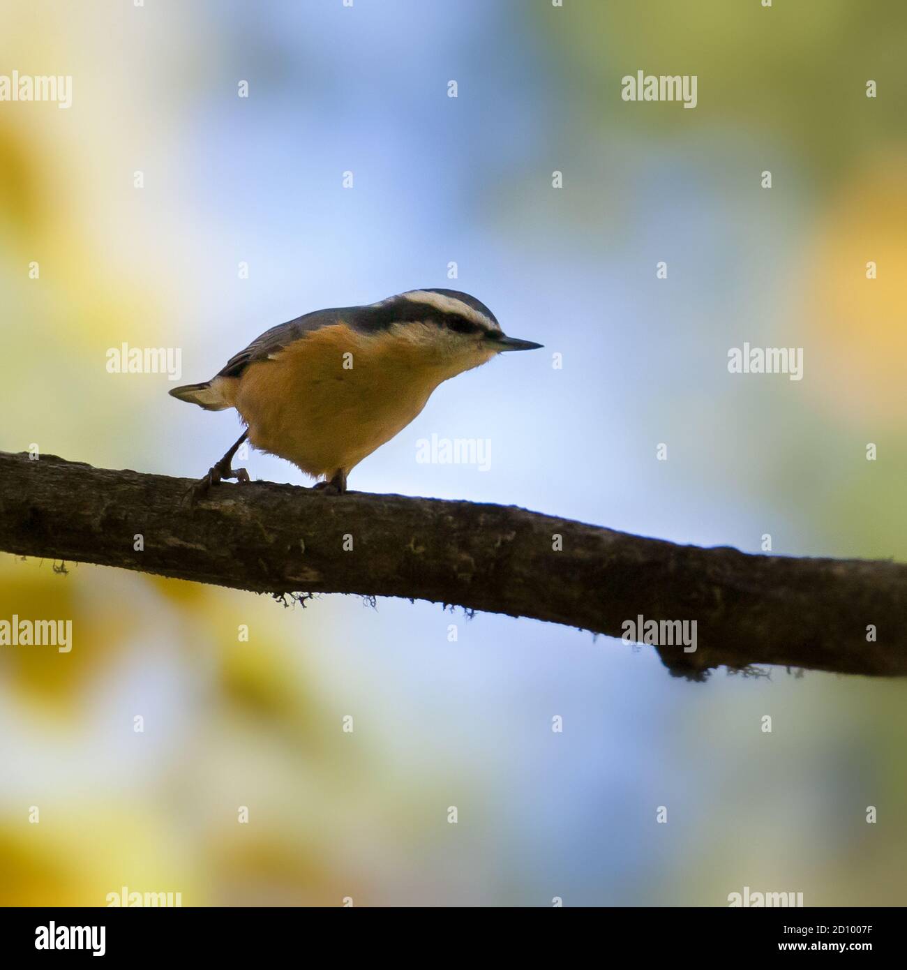 Tame Nuthatch High Resolution Stock Photography and Images - Alamy