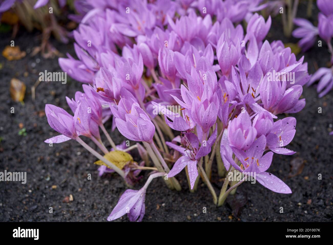 Colchicum Speciosum High Resolution Stock Photography and Images - Alamy