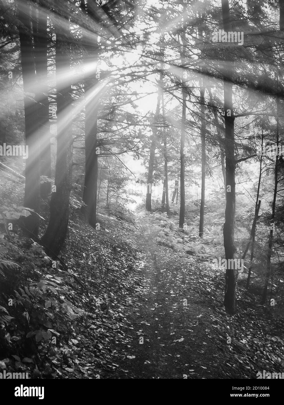 Sun rays through tree branches illuminating footpath in forest Stock ...