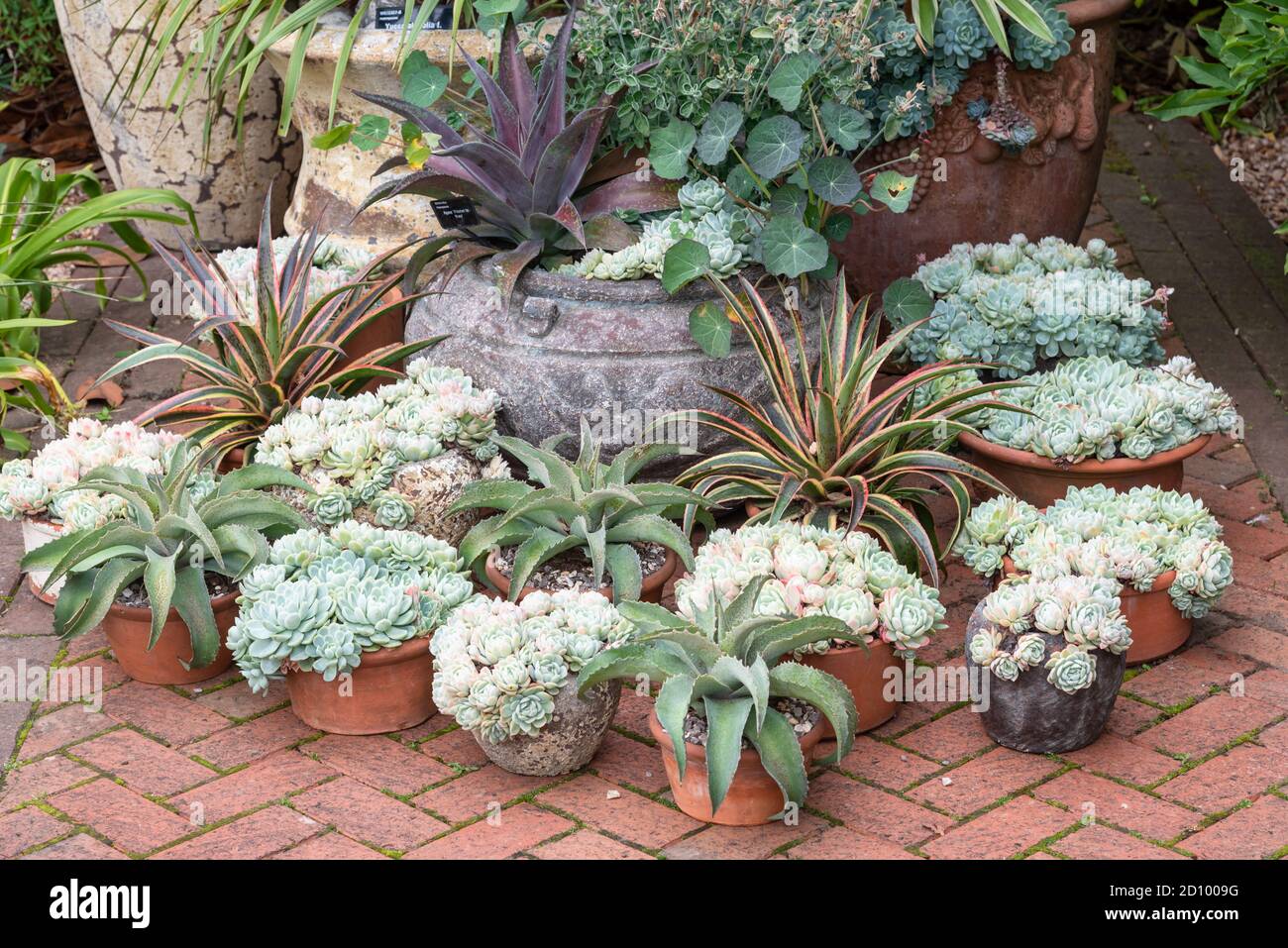Pots of Agave and Echeveria Stock Photo - Alamy