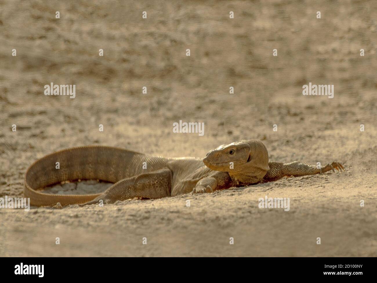 Monitor lizards are large lizards in the genus Varanus. They are native ...