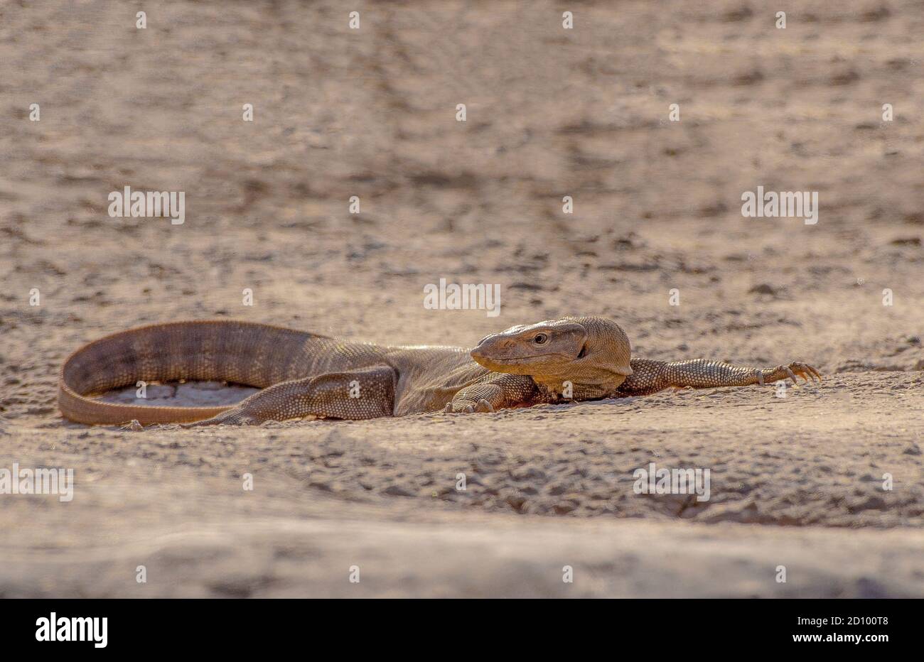 Monitor lizards are large lizards in the genus Varanus. They are native ...