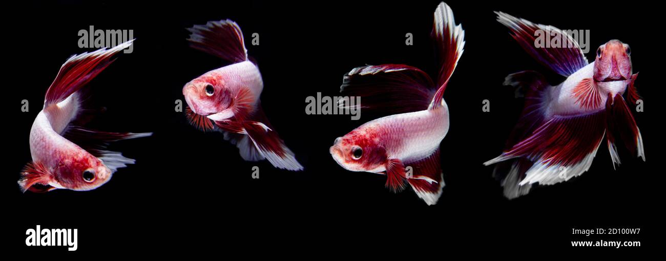 a collection of betta fish with red and white color isolated black ...