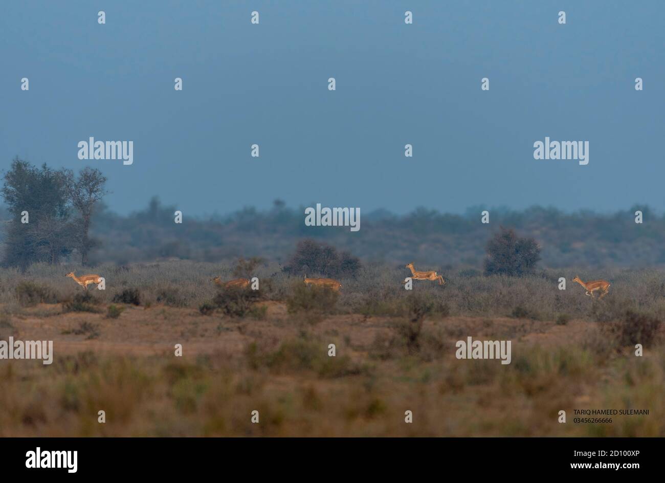 Sole extant member hi-res stock photography and images - Alamy
