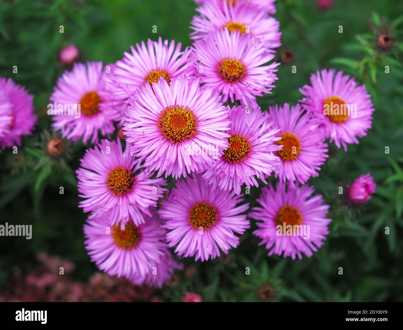 Pink asters flowers blooms hi-res stock photography and images - Alamy
