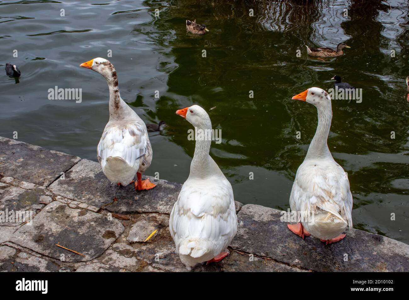 On the shores of the lake three white geese facing left Stock Photo - Alamy