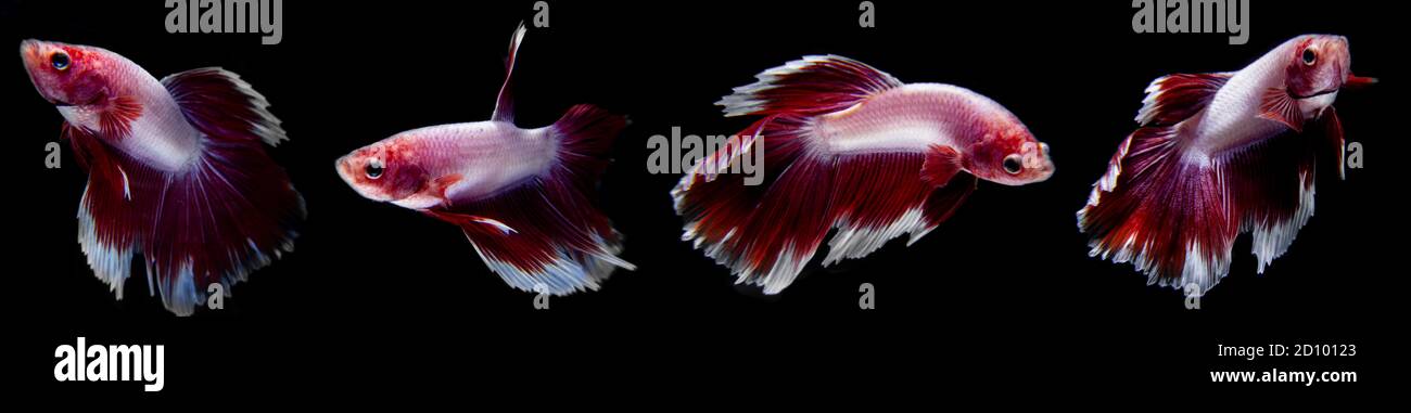 a collection of betta fish with red and white color isolated black ...