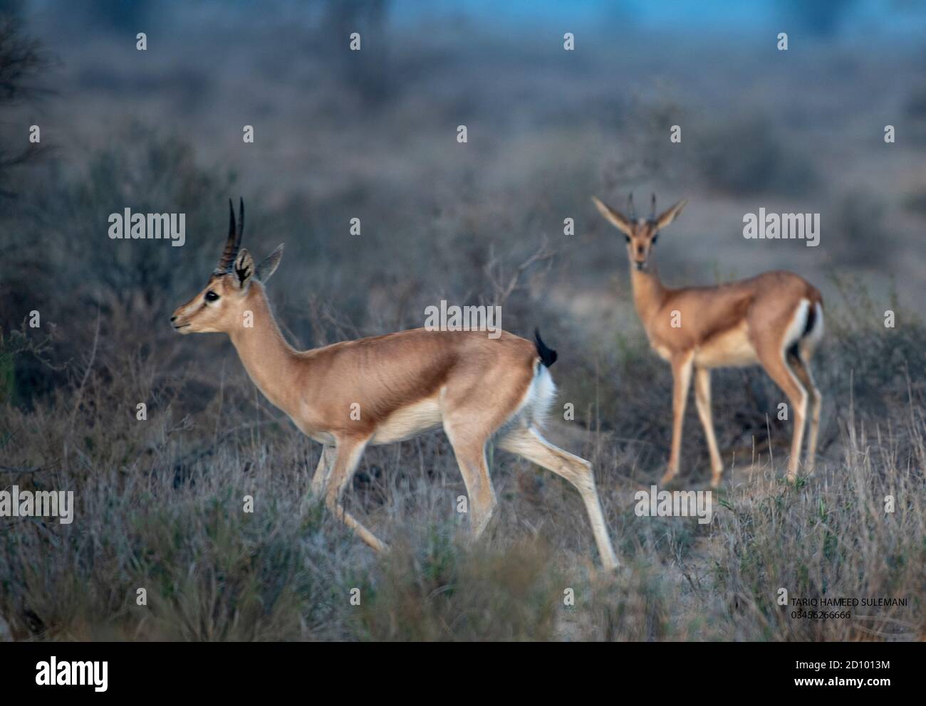 The chinkara, also known as the Indian gazelle, is a gazelle species ...