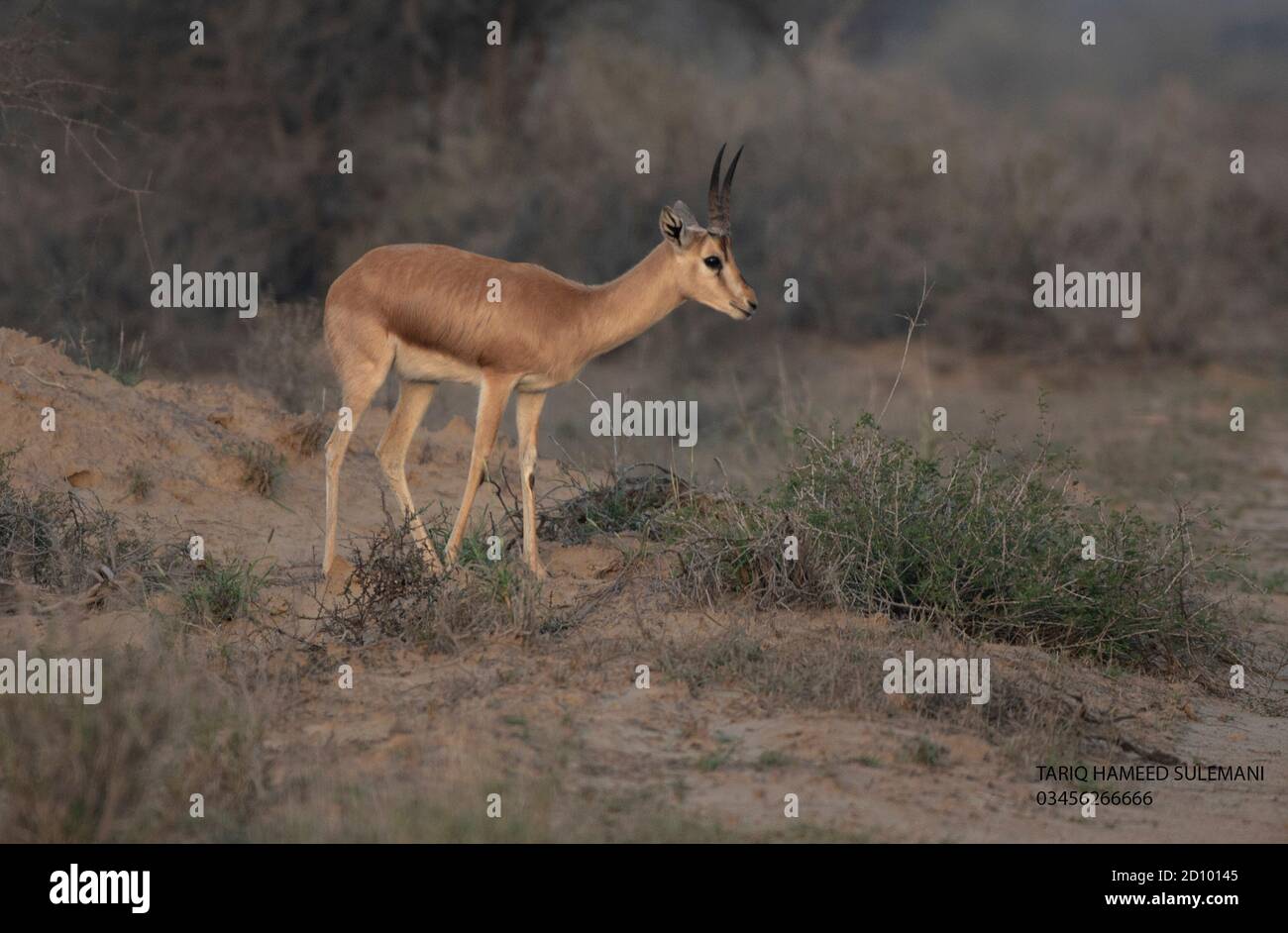 The chinkara, also known as the Indian gazelle, is a gazelle species ...
