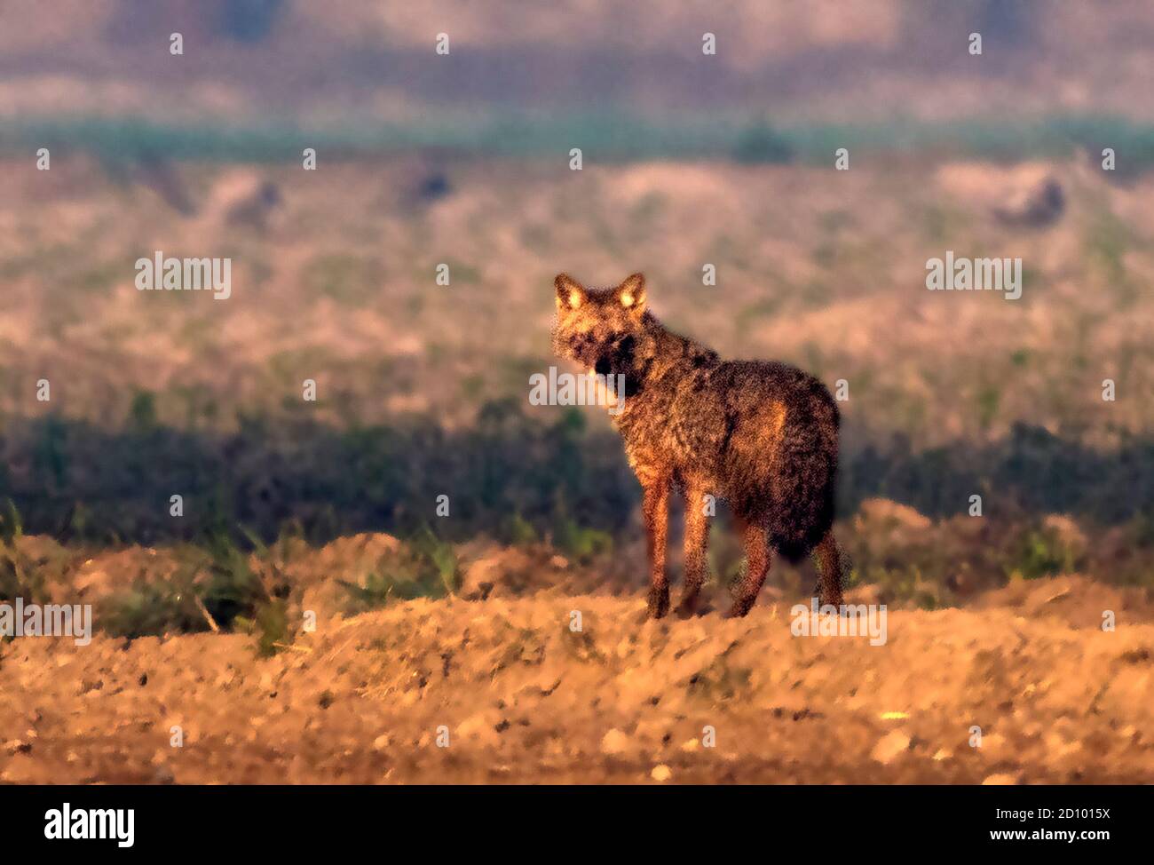 golden jackal in wildlife Stock Photo - Alamy