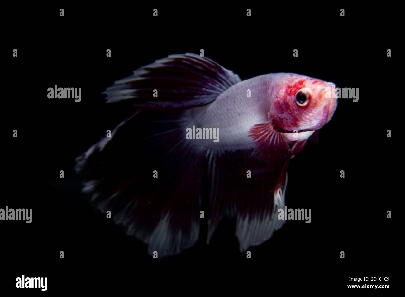 betta fish with red and white color isolated black background Stock ...
