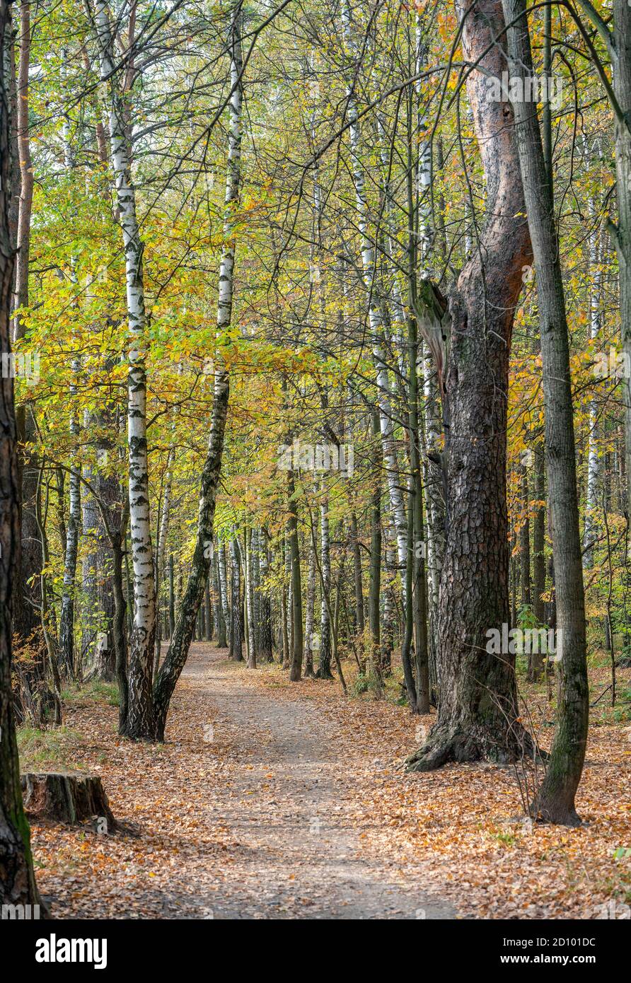Golden autumn in russia hi-res stock photography and images - Alamy
