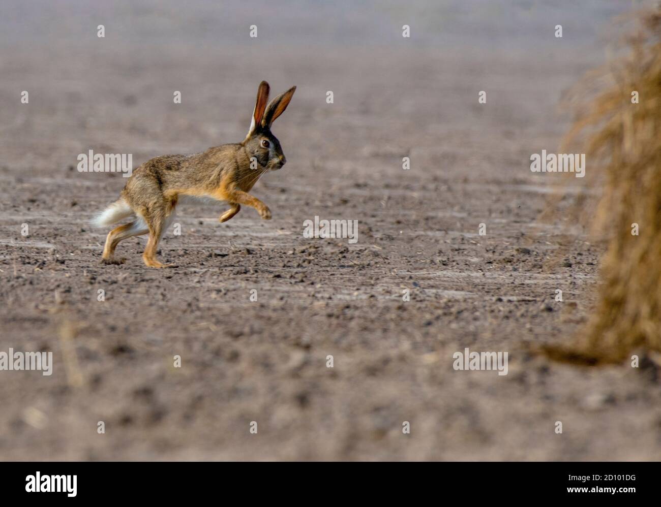 Hares(Lepus) and jackrabbits are leporids belonging to the genus Lepus ...