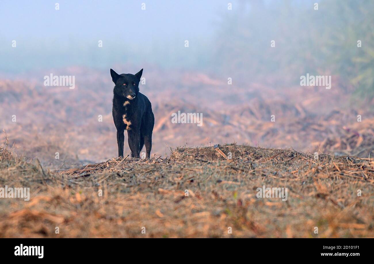The Indian wolf is a subspecies of grey wolf that ranges from Southwest ...