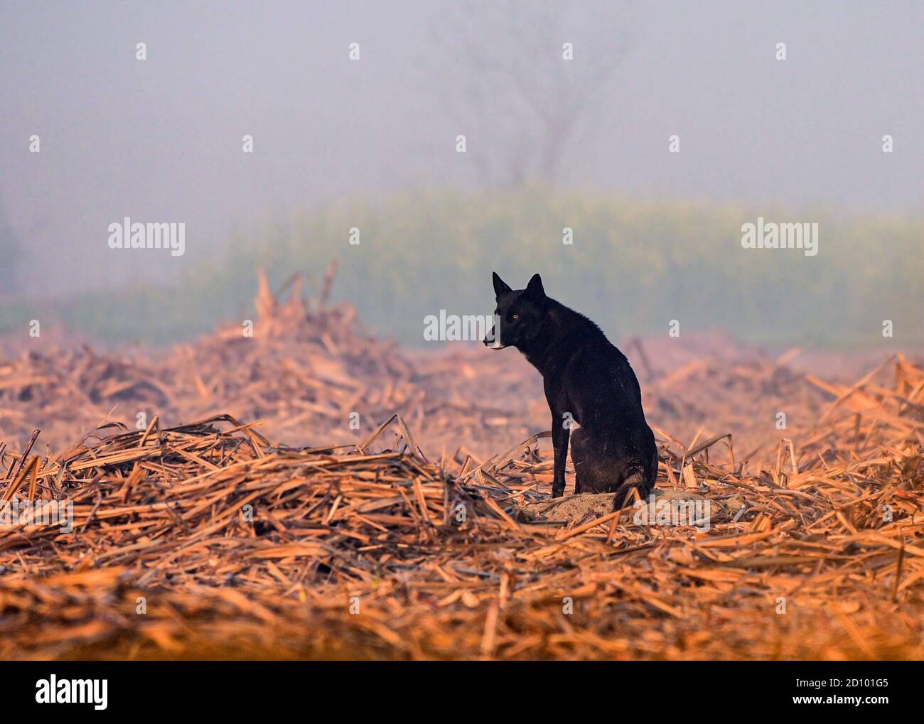 The Indian wolf is a subspecies of grey wolf that ranges from Southwest ...
