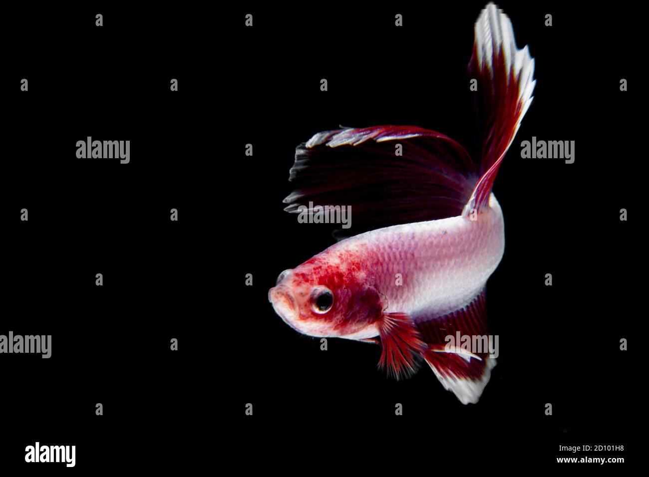 betta fish with red and white color isolated black background Stock ...